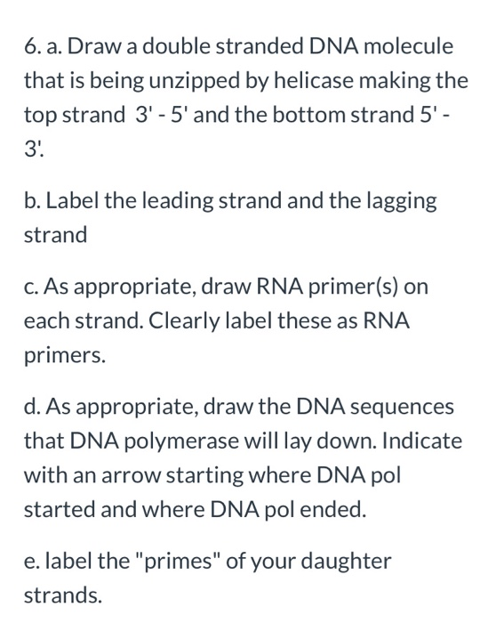 Solved 6. a. Draw a double stranded DNA molecule that is | Chegg.com
