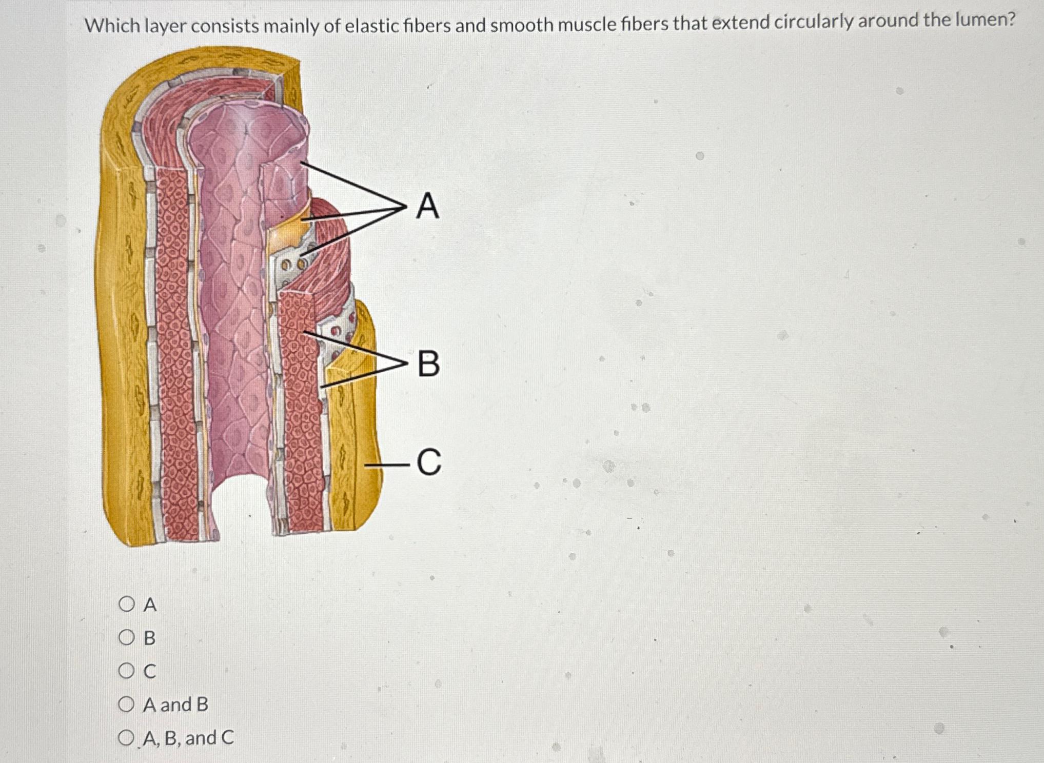 Solved Which layer consists mainly of elastic fibers and | Chegg.com