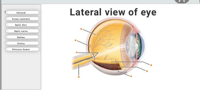 Solved Choroid Lateral view of eye Fovea centralis Optie | Chegg.com