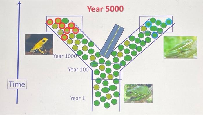 Solved During the class, we examined the evolution of frog | Chegg.com
