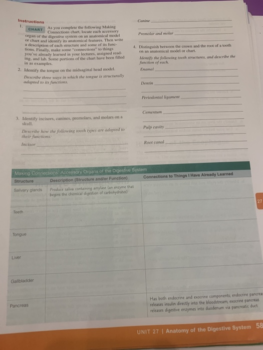 Solved Canine Instructions 1 CHART Premalar and molar As you | Chegg.com