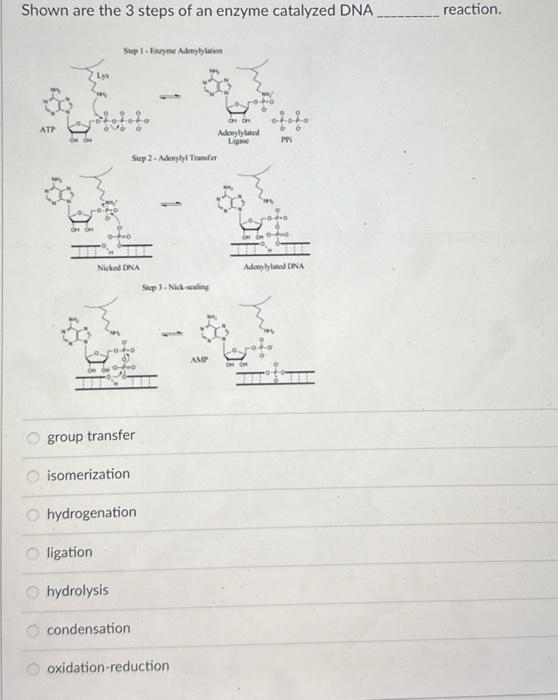 Solved Shown are the 3 steps of an enzyme catalyzed DNA | Chegg.com