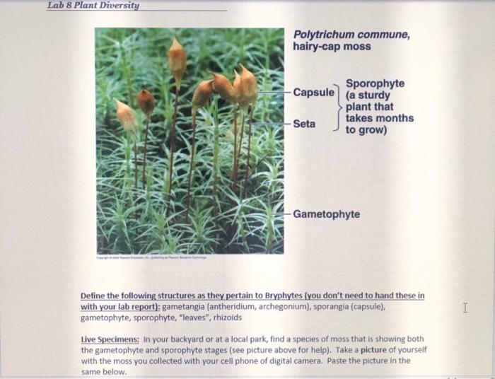 Solved Lab 8 Plant Diversity Polytrichum commune, hairy-cap | Chegg.com