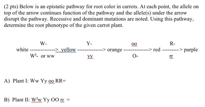 Solved (2 pts) Below is an epistatic pathway for root color | Chegg.com
