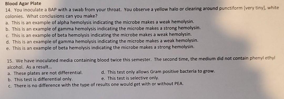 Solved Blood Agar Plate 14. You inoculate a BAP with a swab | Chegg.com