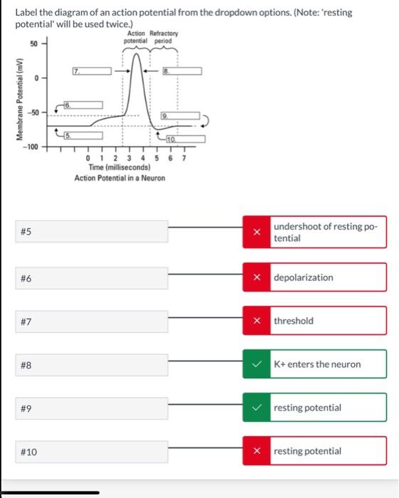 Solved Label the diagram of an action potential from the | Chegg.com