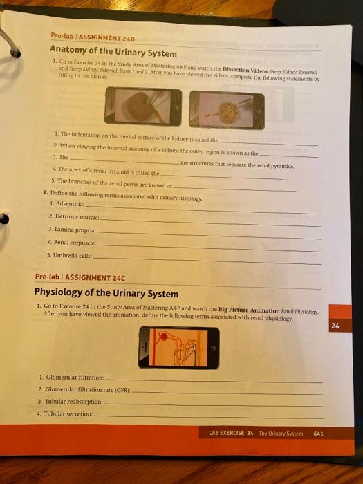 Solved Pre-lab | ASSIGNMENT 248 Anatomy of the Urinary | Chegg.com