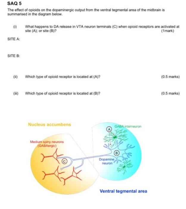 Solved SAQ 5 The effect of opioids on the dopaminergic | Chegg.com