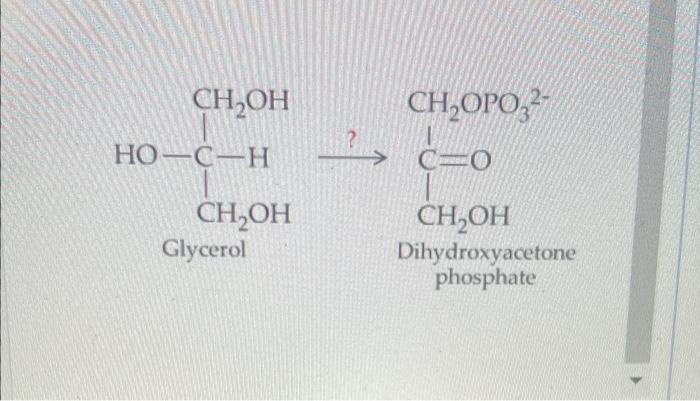 Solved What two types of reactions convert glycerol to | Chegg.com