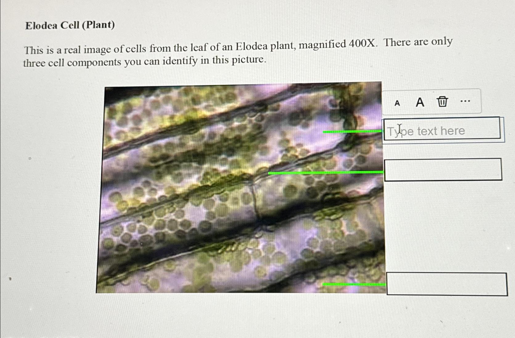 Solved Elodea Cell (Plant)This is a real image of cells from | Chegg.com