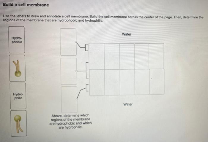 Solved Build a cell membrane Use the labels to draw and | Chegg.com