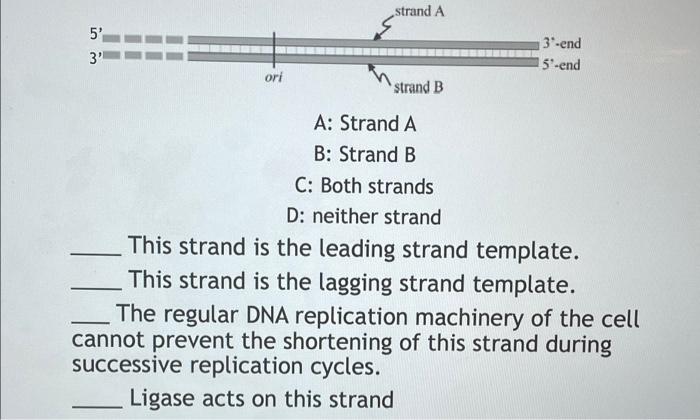 Solved strand A 5' 3 3'-end 5-end ori strand B A: Strand A | Chegg.com