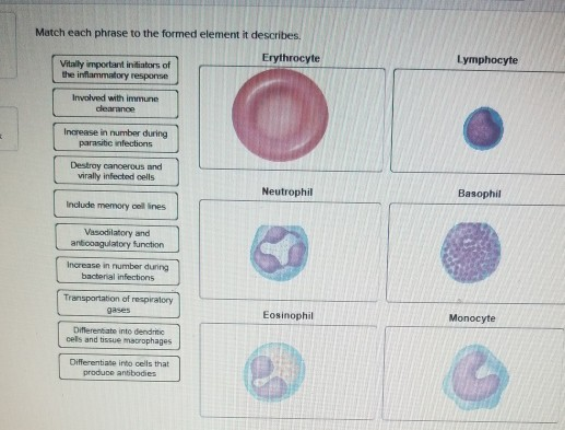 Solved Match each phrase to the formed elementit describes | Chegg.com