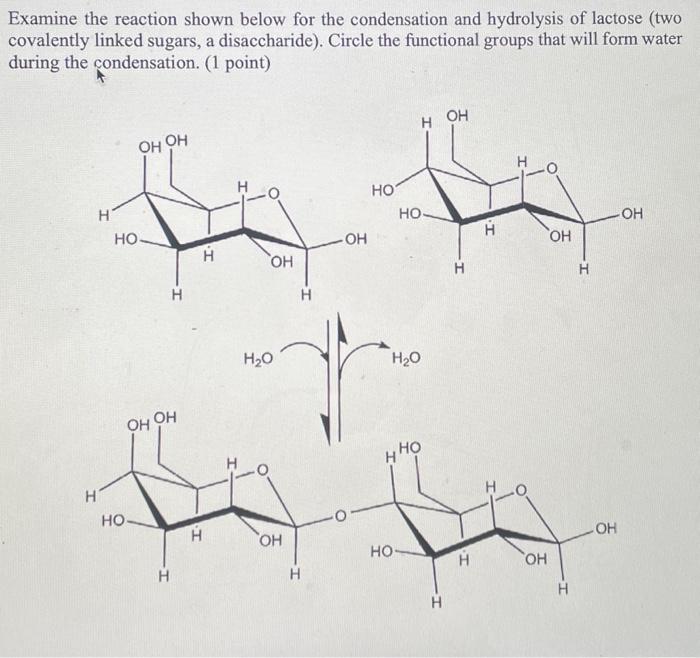 Solved Examine the reaction shown helow for the condensation | Chegg.com