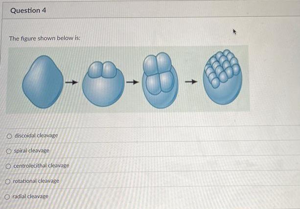 Solved Question 4 The figure shown below is: discoidal | Chegg.com