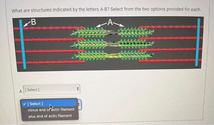 Solved What are structures indicated by the letters A.B? | Chegg.com