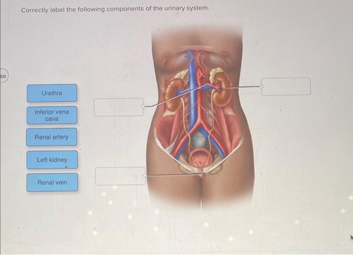 Solved Correctly label the following components of the | Chegg.com
