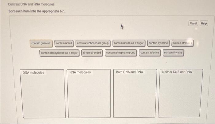 Solved Contrast DNA and RNA molecules Sort each item into | Chegg.com