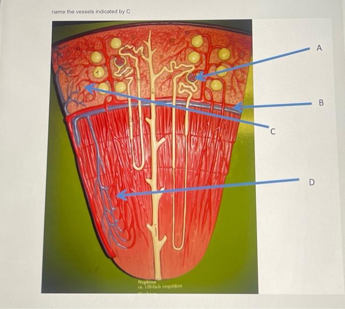 Solved name the vessels indicated by C | Chegg.com