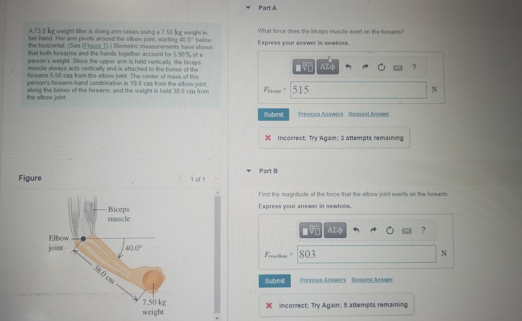 Solved A 73.0 kg weight lifter is doing arm raises using a | Chegg.com