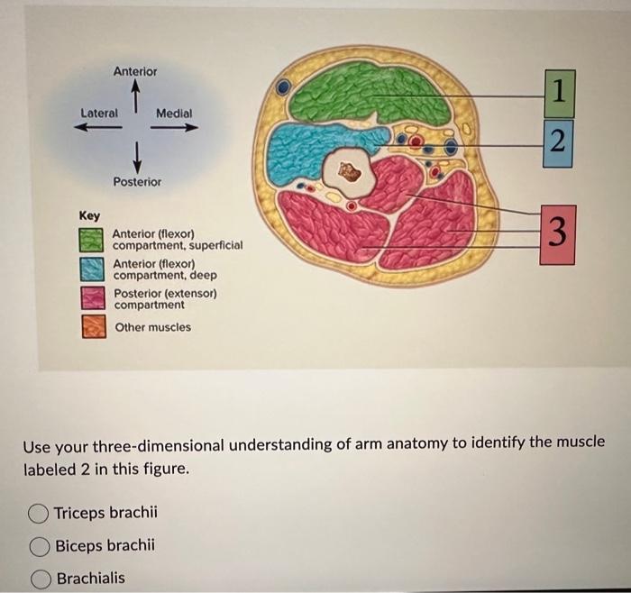 Solved Use your three-dimensional understanding of arm | Chegg.com