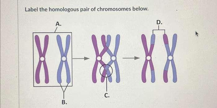 Solved Label the homologous pair of chromosomes below. A. | Chegg.com