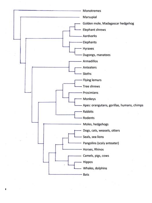 Phylogeny of Mammals Traditional classification of | Chegg.com