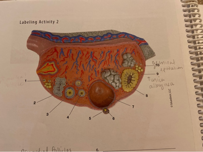 Solved Labeling Activity 2 pominal epithelium Tonica | Chegg.com