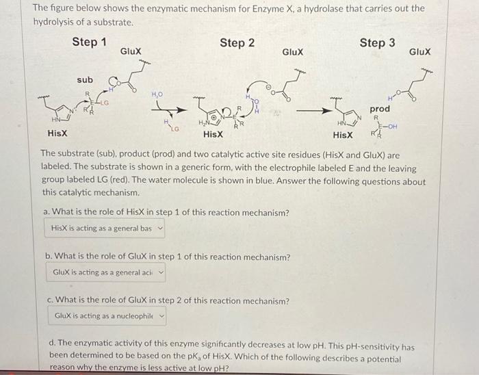 Solved The figure below shows the enzymatic mechanism for | Chegg.com
