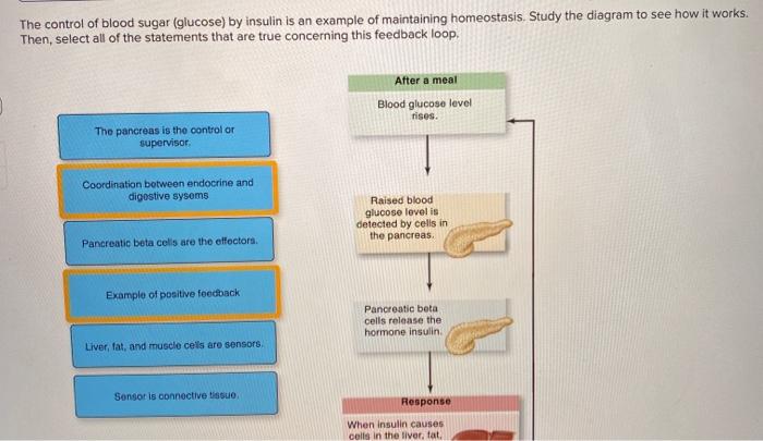 Solved The control of blood sugar (glucose) by insulin is an | Chegg.com