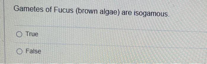 Solved Gametes of Fucus (brown algae) are isogamous. O True | Chegg.com