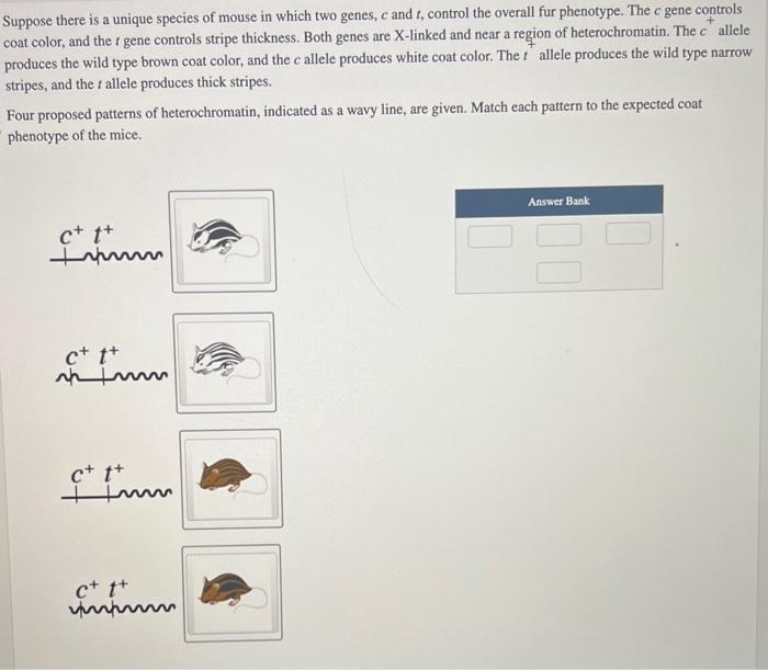 Solved Suppose there is a unique species of mouse in which | Chegg.com