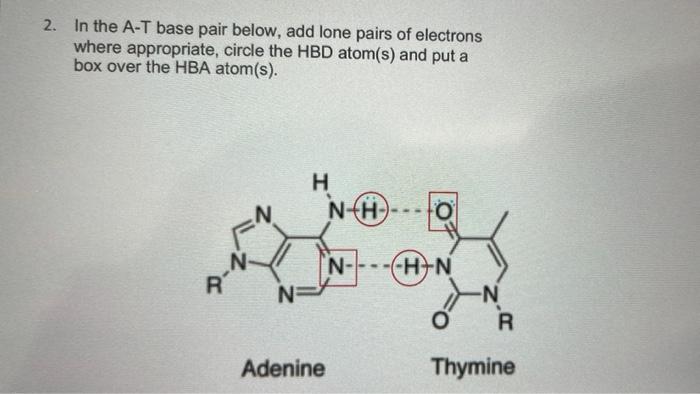 Solved 2. In the A-T base pair below, add lone pairs of | Chegg.com
