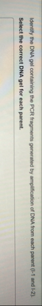 Solved Identify the DNA gel containing the PCR fragments | Chegg.com