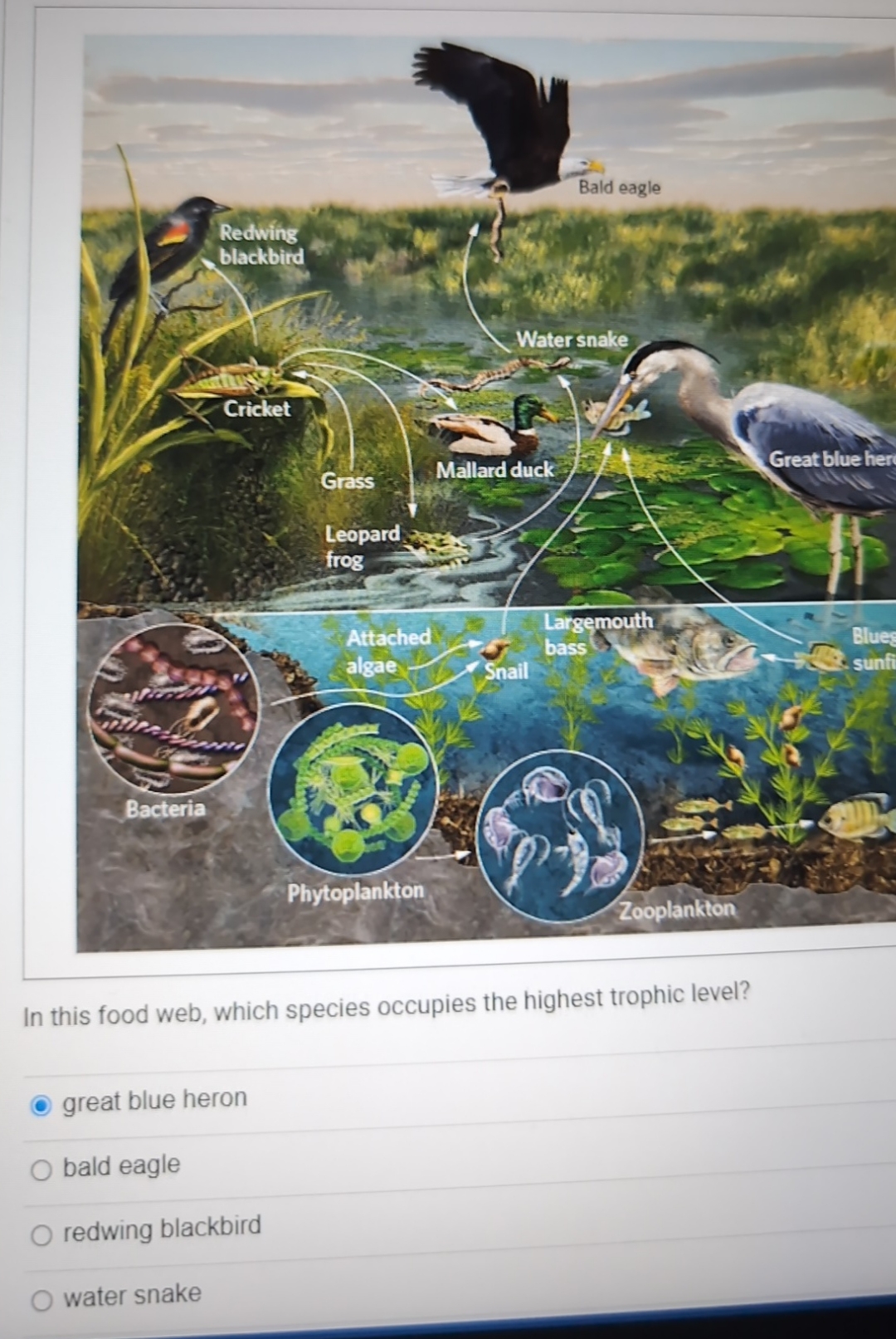 Solved In this food web, which species occupies the highest | Chegg.com