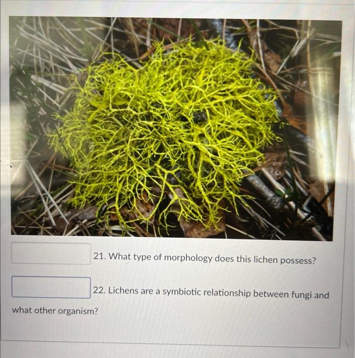 Solved 21. What type of morphology does this lichen possess? | Chegg.com