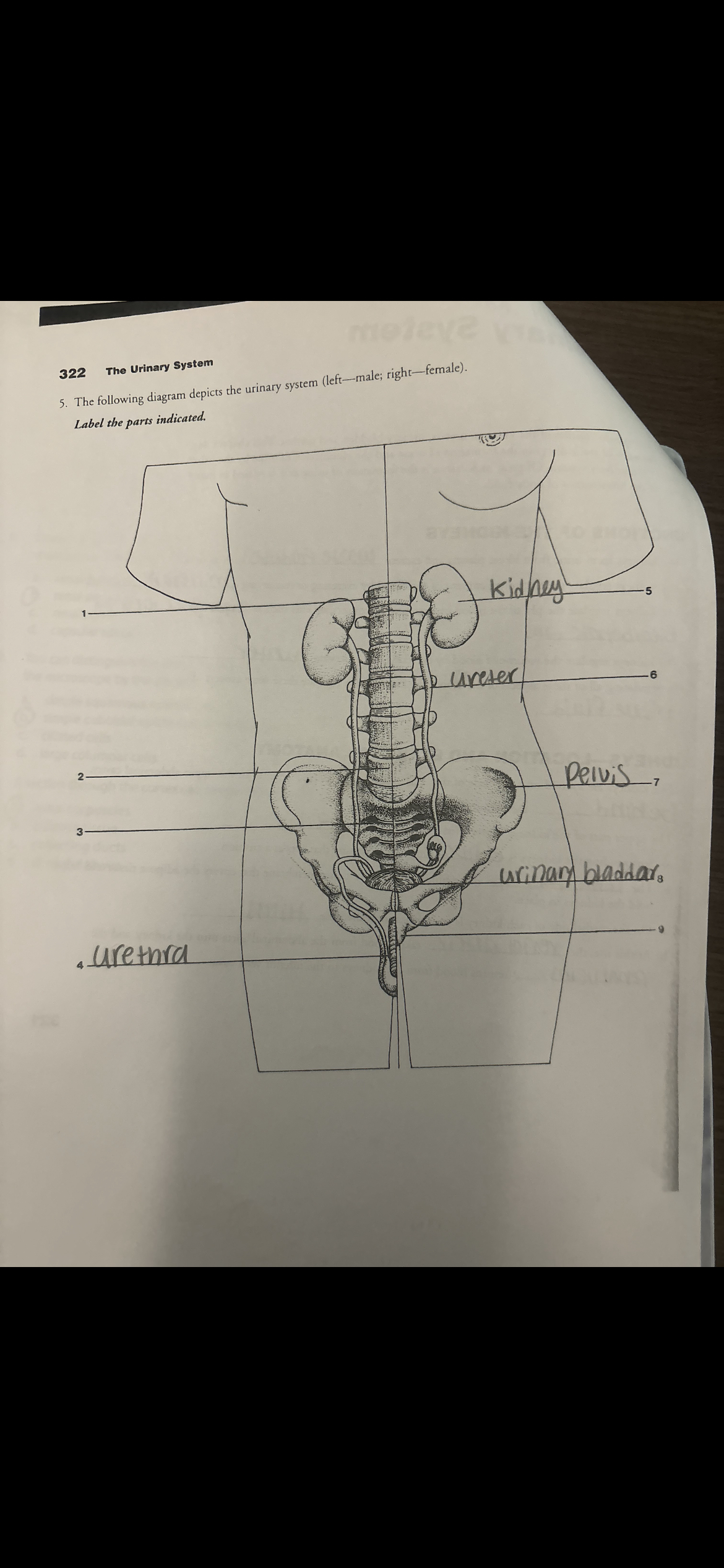 Solved 322 ﻿The Urinary System5. ﻿The following diagram | Chegg.com