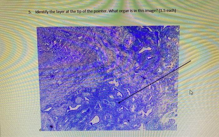 Solved 5. Identify the layer at the tip of the pointer. What | Chegg.com