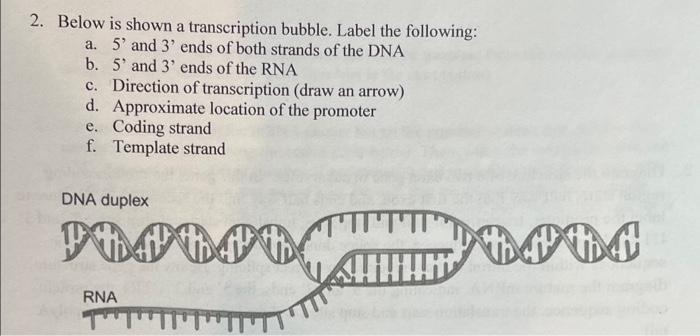 Solved 2. Below is shown a transcription bubble. Label the | Chegg.com