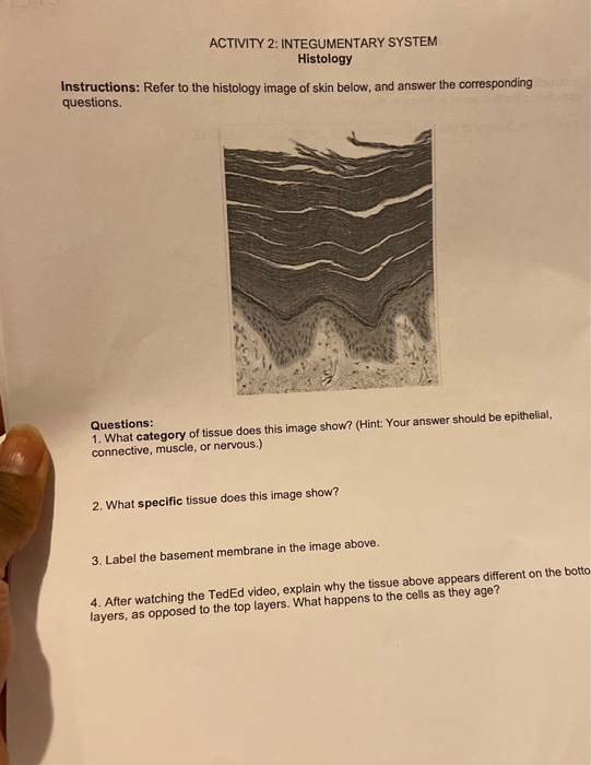 Solved ACTIVITY 2: INTEGUMENTARY SYSTEM Histology | Chegg.com