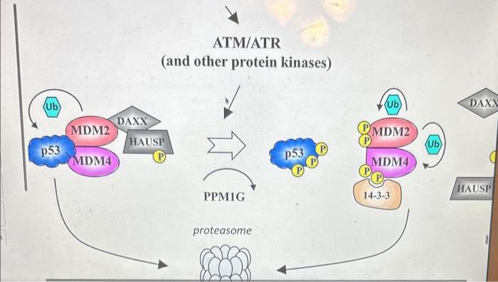 Solved ATM/ATR (and other protein kinases)The p53 protein we | Chegg.com