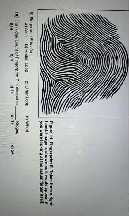 Solved Figure 11. Fingerprint E. Taken from a right hand. | Chegg.com