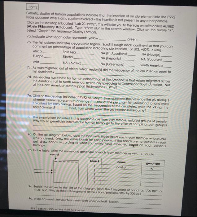 Solved Lab Report 20: PCR and the PV92 Alu Insertion Part 1 | Chegg.com
