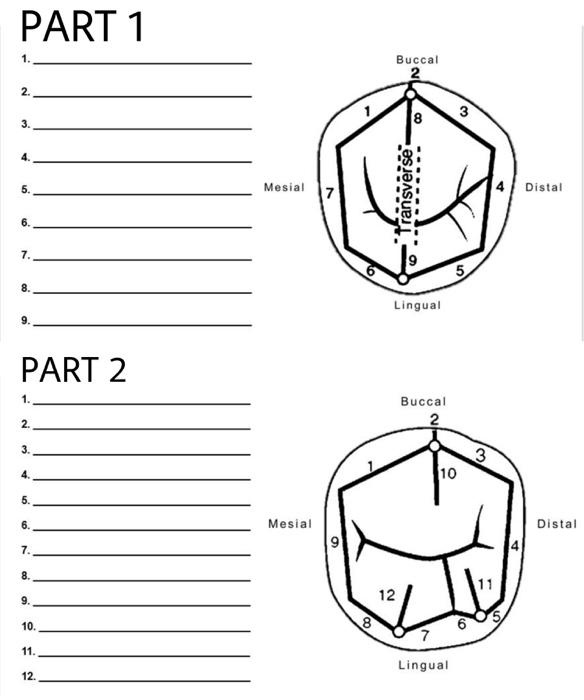 Solved Course: DentistryInstruction: Identify the ridges in | Chegg.com