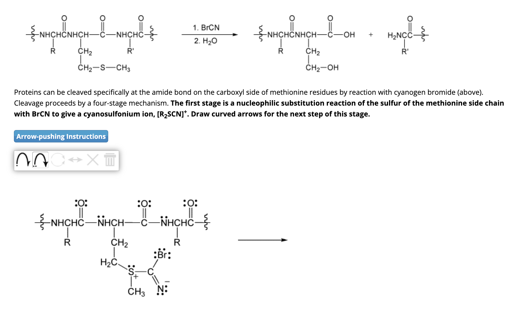 Solved Proteins can be cleaved specifically at the amide | Chegg.com