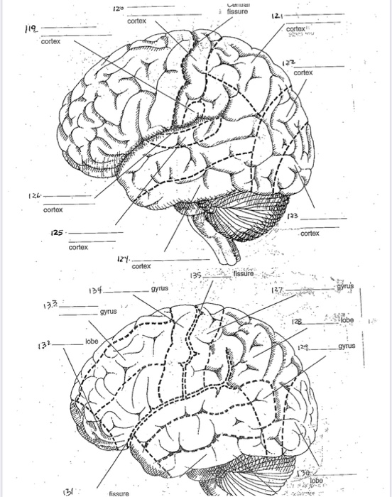 Solved The lateral view of the left hemisphere, shown below. | Chegg.com