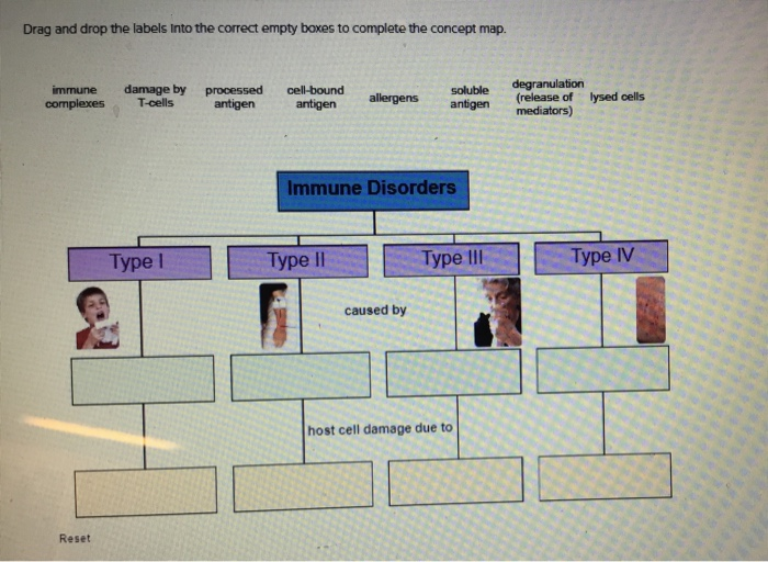 Solved Drag and drop the labels Into the correct empty boxes | Chegg.com