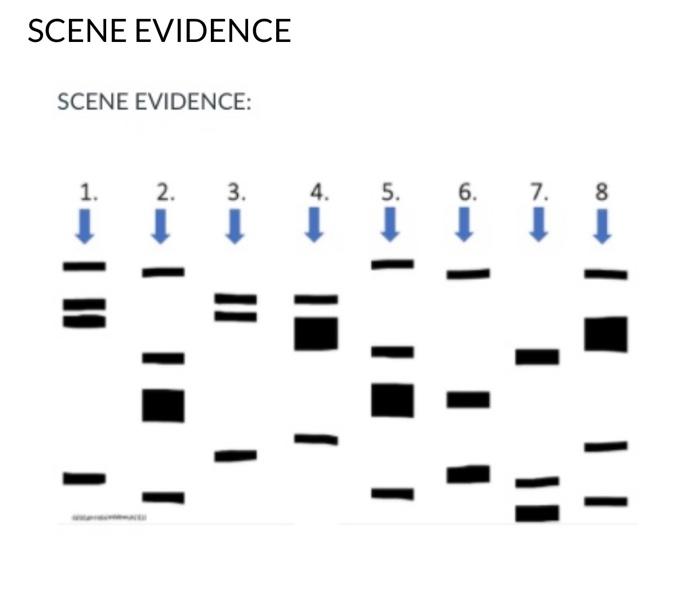 Which of the DNA Scene Evidencesamples match each | Chegg.com