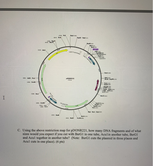 Solved You mix E. coli cells with the pDONR221 plasmid that | Chegg.com