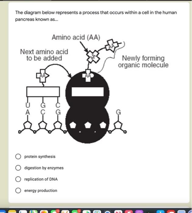 Solved The diagrams below represent portions of the genes | Chegg.com